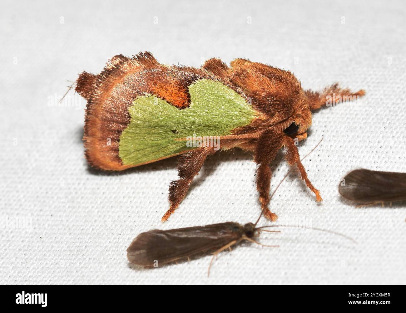 Spiny Oak-slug Moth (Euclea delphinii Stock Photo - Alamy