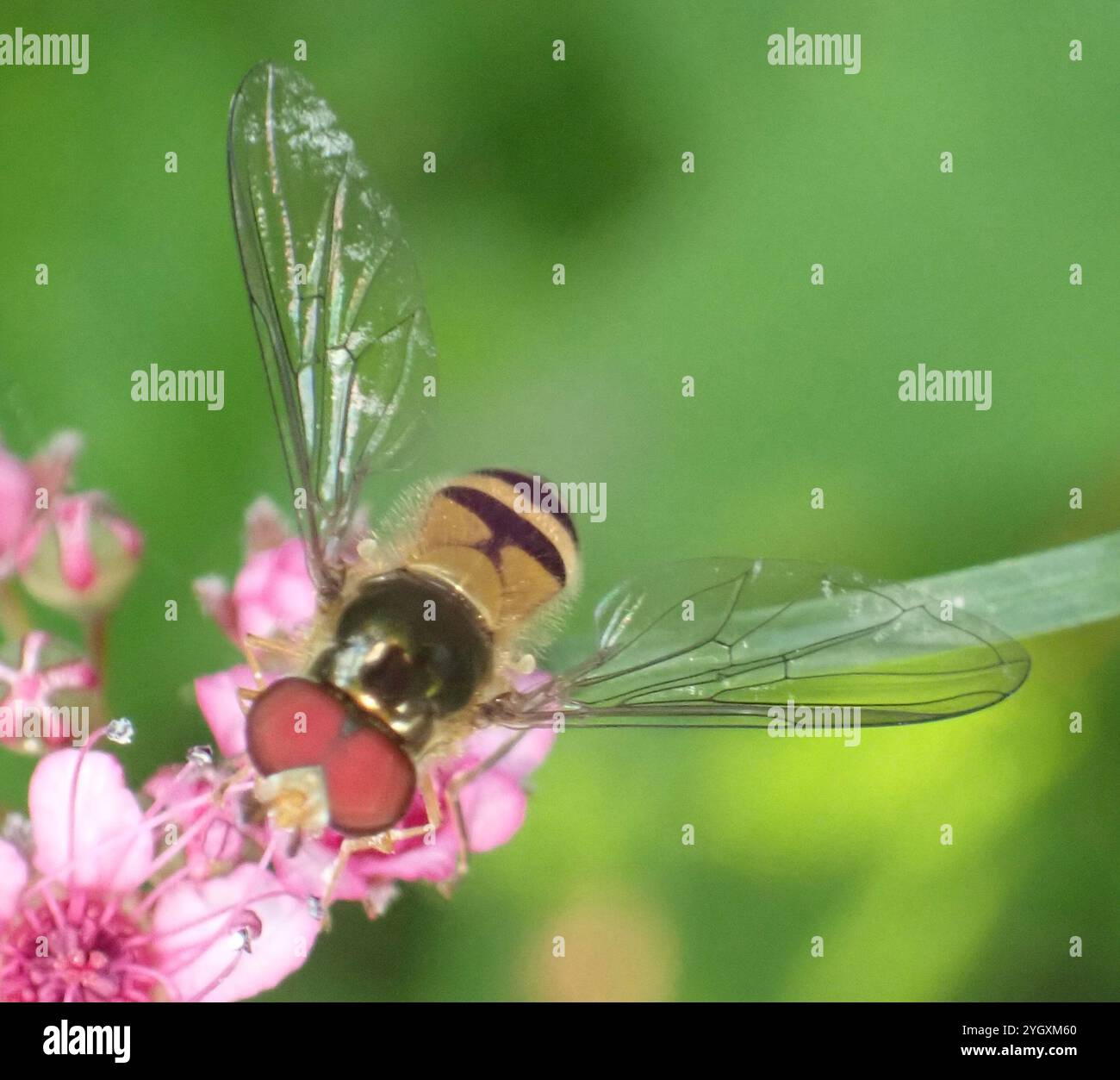 Spotted thintail hi-res stock photography and images - Alamy