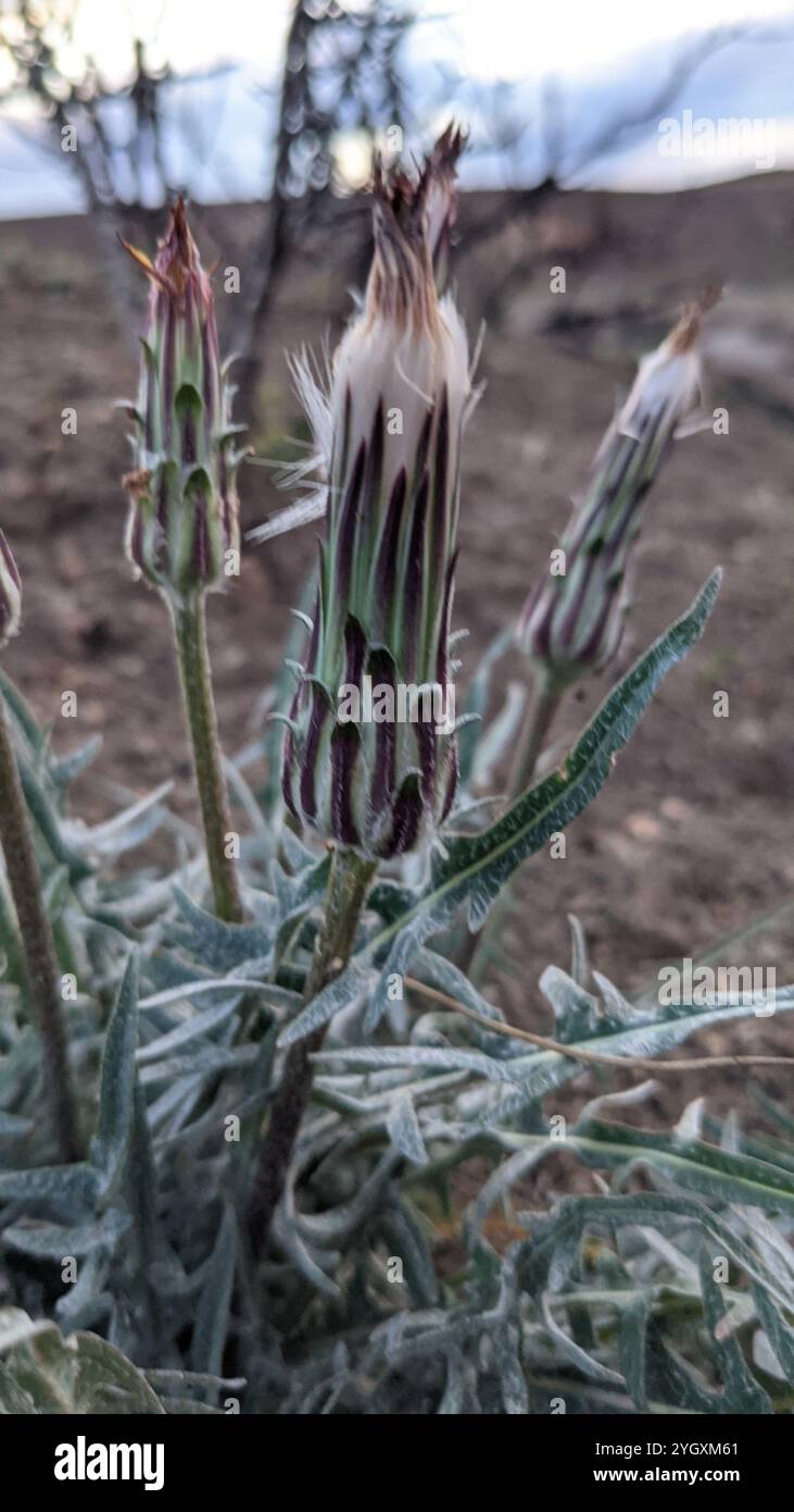 spearleaf agoseris (Agoseris retrorsa Stock Photo - Alamy