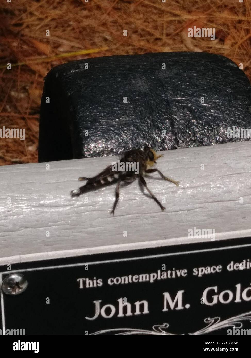 False Bee-Killer (Promachus bastardii Stock Photo - Alamy