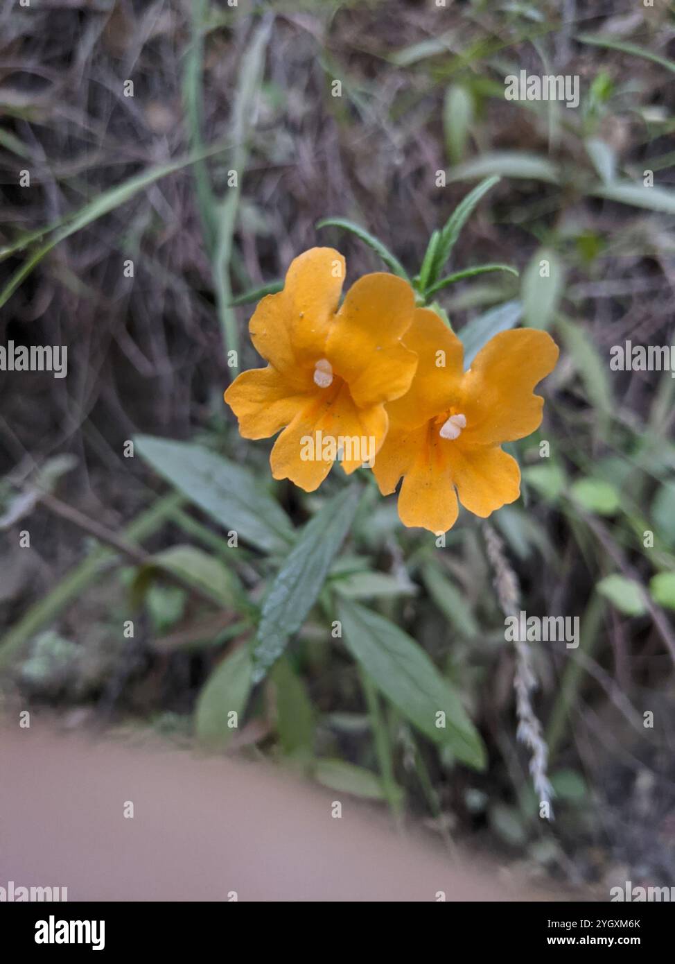 orange bush monkeyflower (Diplacus aurantiacus Stock Photo - Alamy