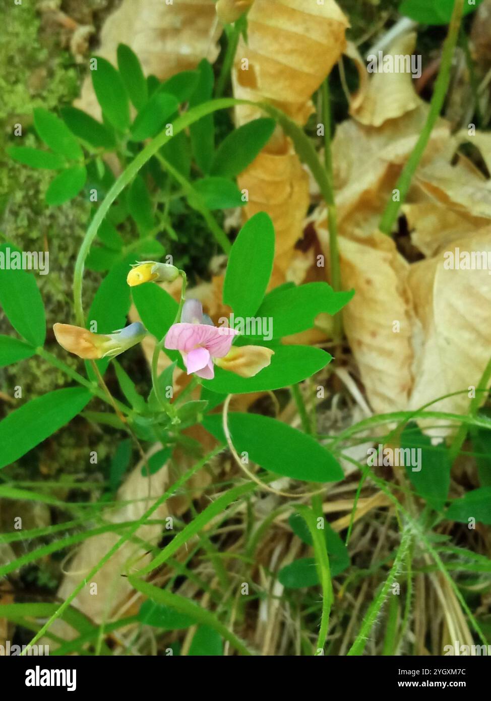 Bitter Vetch (Lathyrus linifolius Stock Photo - Alamy
