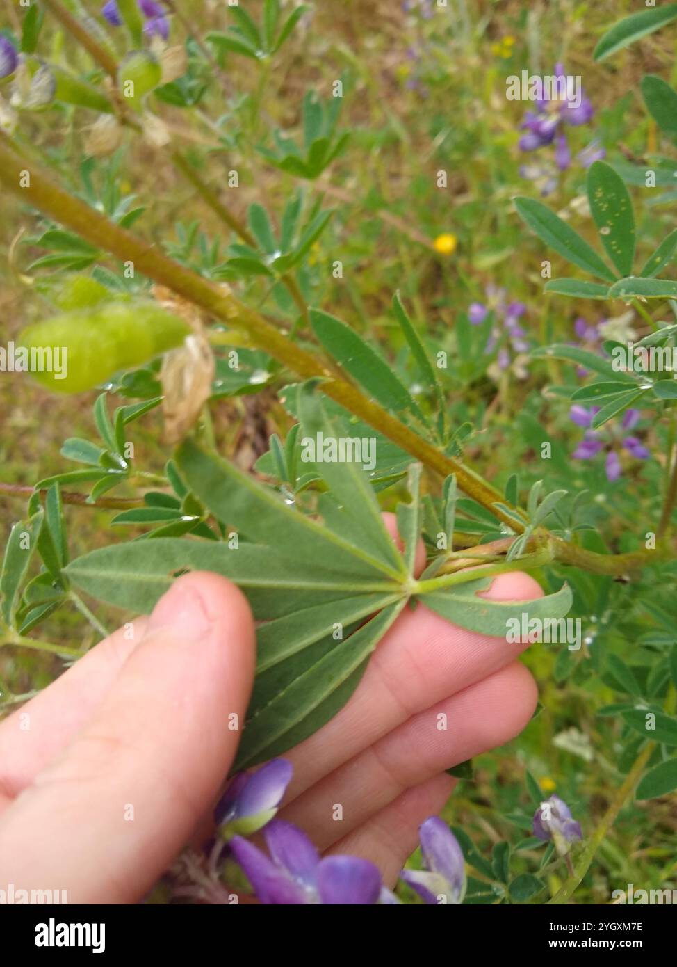 Riverbank Lupine (Lupinus rivularis Stock Photo - Alamy