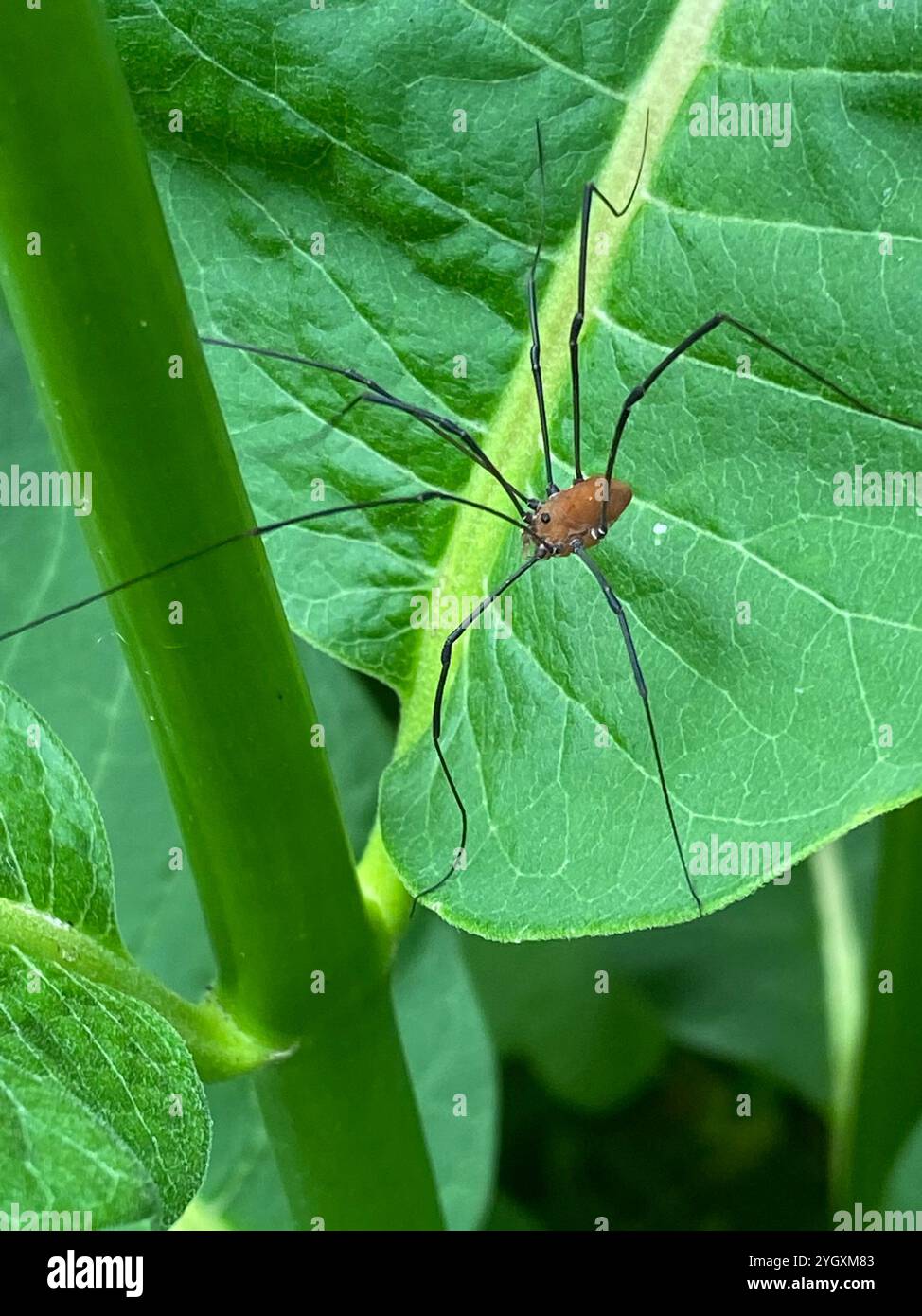 Eastern Harvestman (Leiobunum vittatum Stock Photo - Alamy