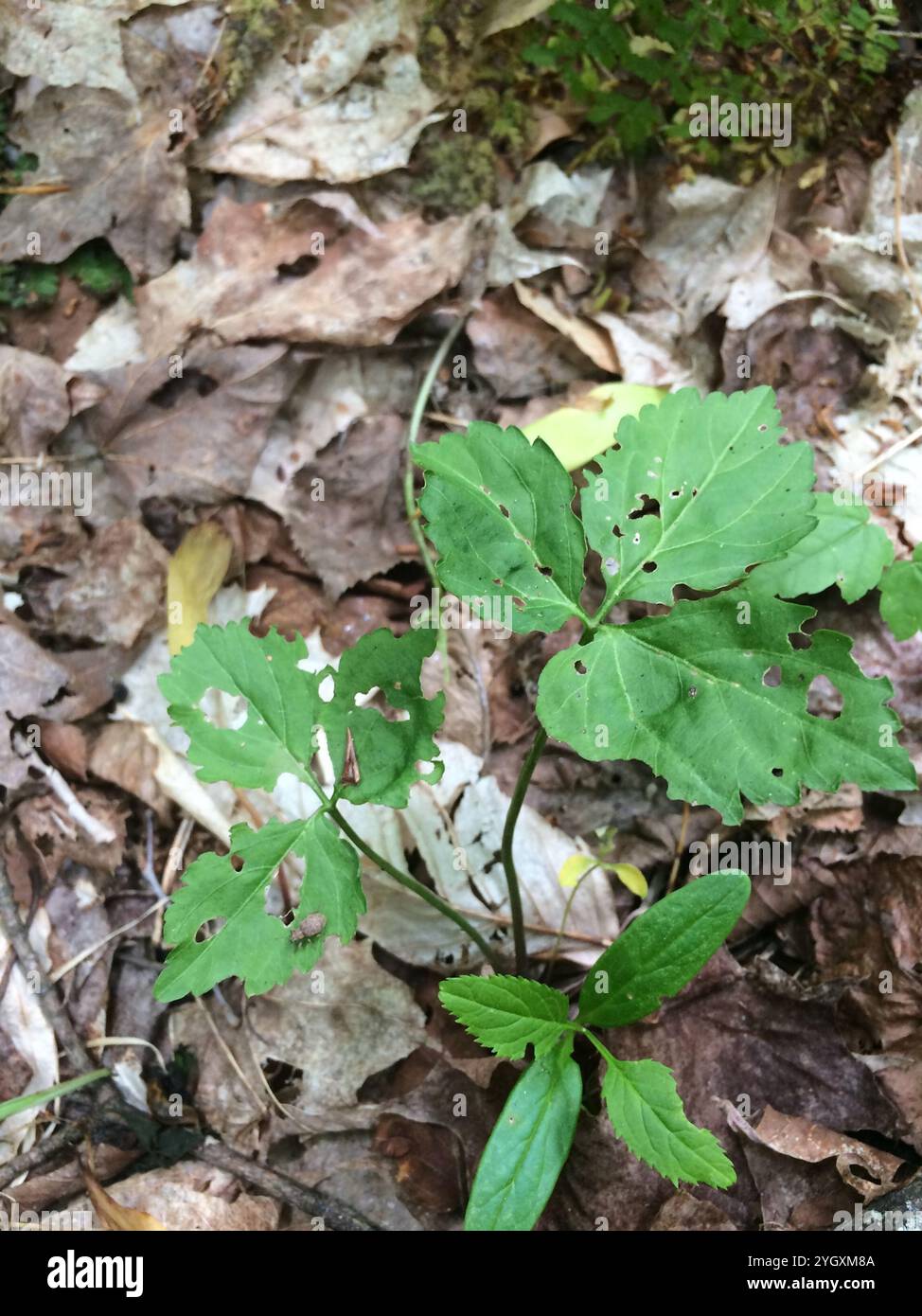 Two-leaved Toothwort (Cardamine diphylla Stock Photo - Alamy