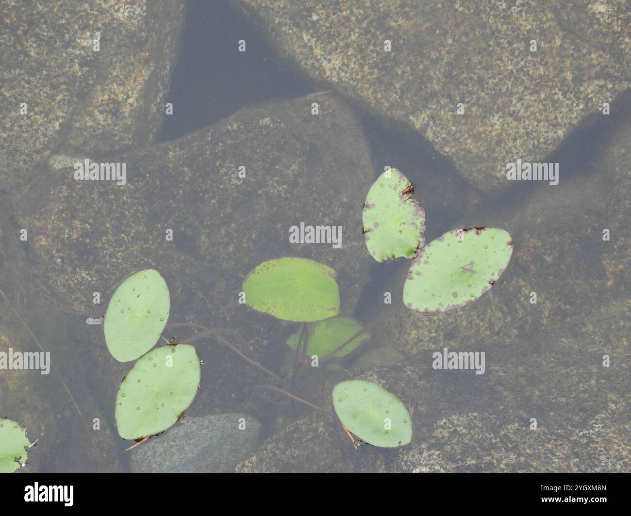 Watershield (Brasenia schreberi Stock Photo - Alamy