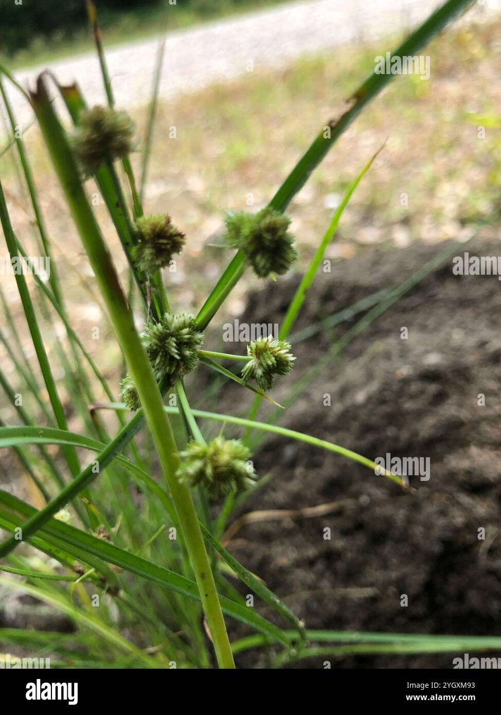 Cyperus acuminatus hi-res stock photography and images - Alamy