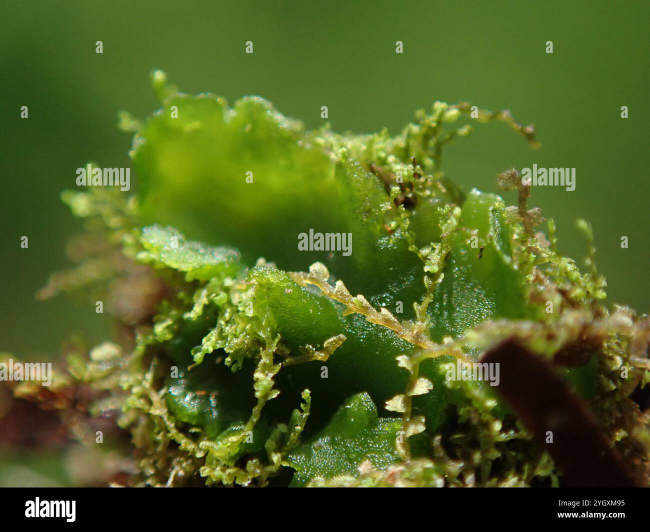 greasewort (Aneura pinguis Stock Photo - Alamy