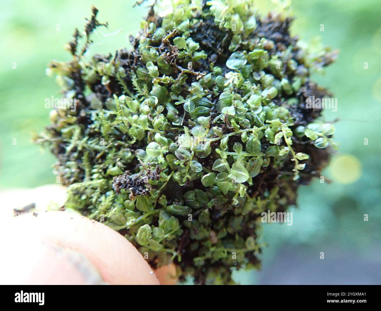 Long-beaked Thyme-moss (Plagiomnium rostratum Stock Photo - Alamy