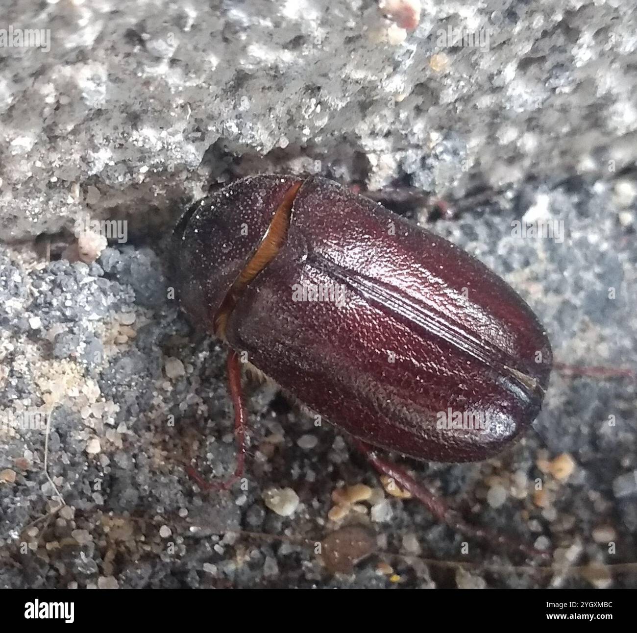 May Beetles (Phyllophaga Stock Photo - Alamy