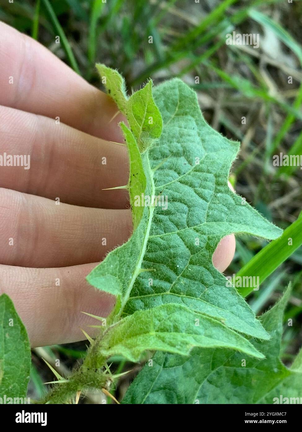 Carolina horsenettle (Solanum carolinense Stock Photo - Alamy