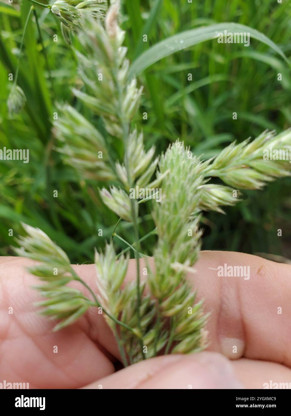 orchard grass (Dactylis glomerata Stock Photo - Alamy