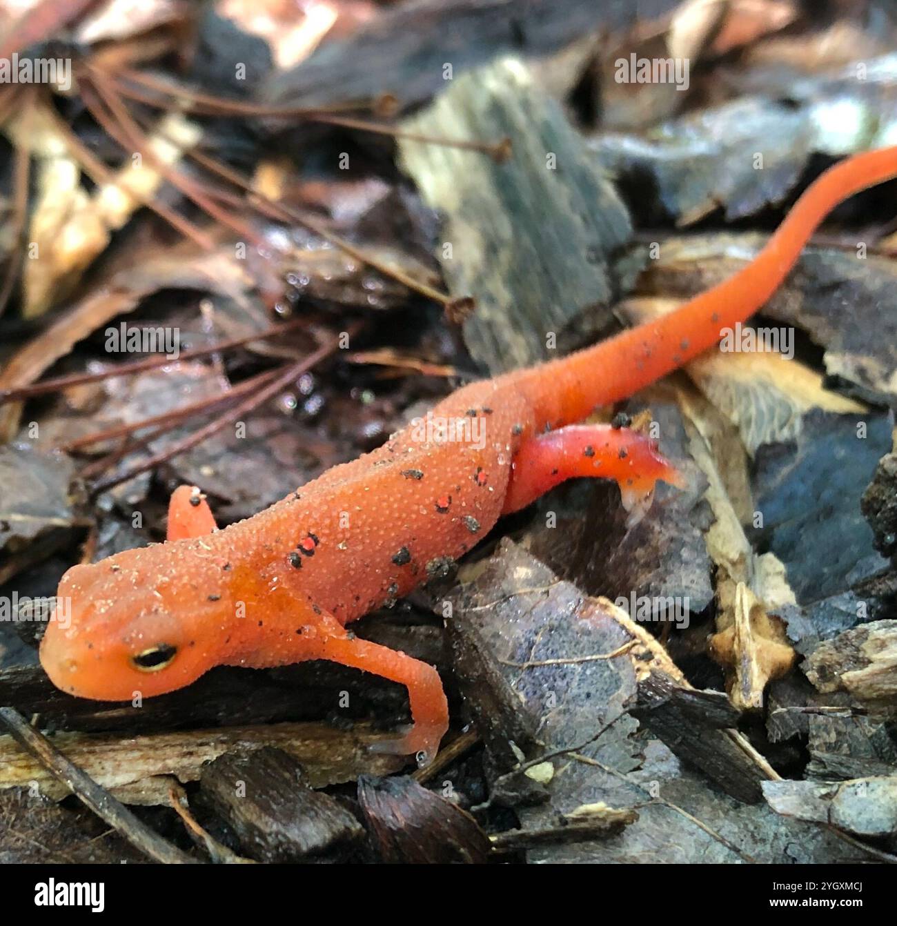 Eastern Newt (Notophthalmus viridescens Stock Photo - Alamy