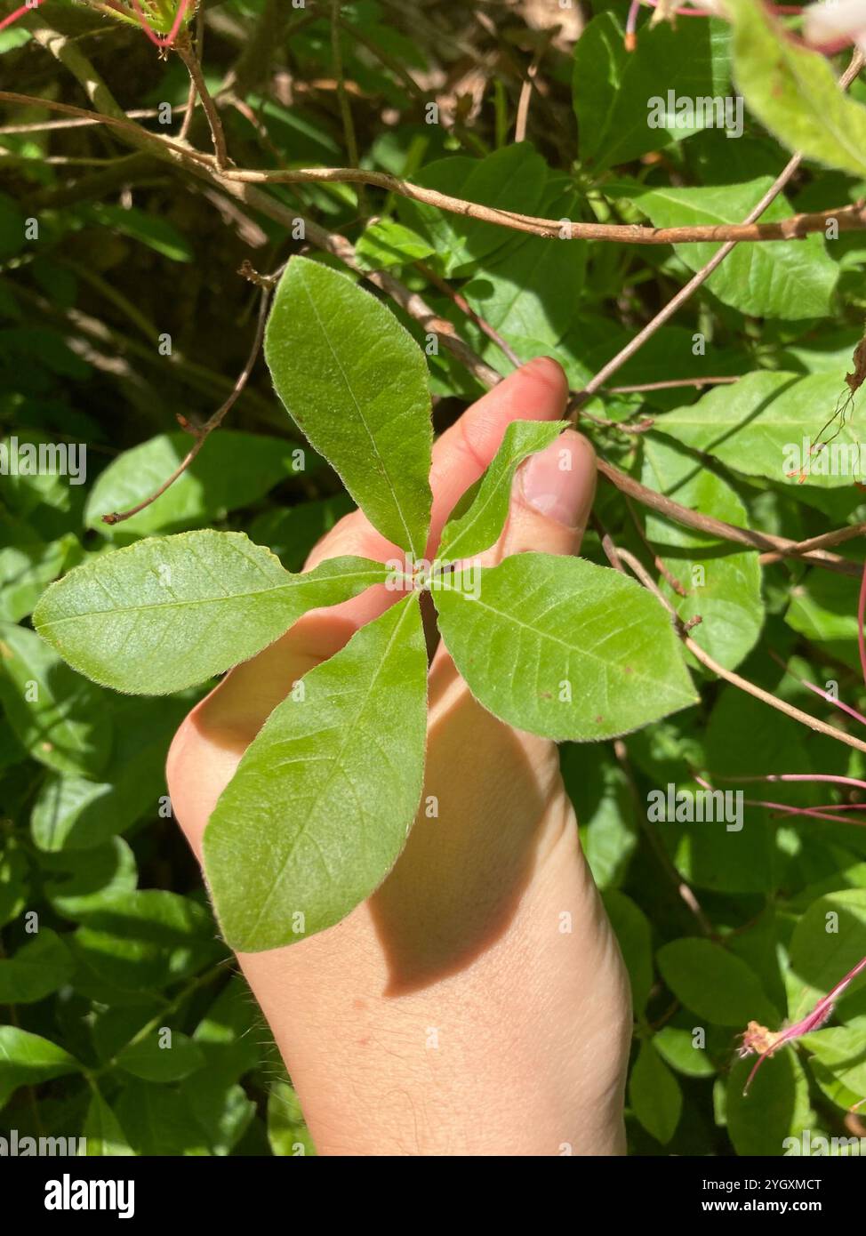 Pinxter flower rhododendron periclymenoides hi-res stock photography ...