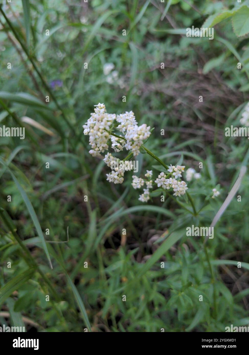 Northern Bedstraw (Galium boreale Stock Photo - Alamy