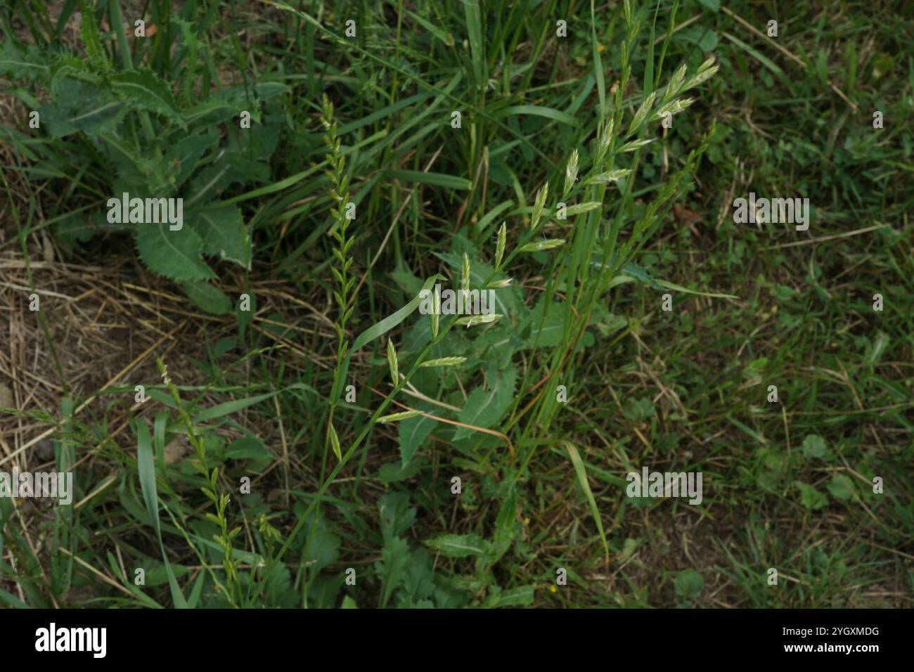 Italian Ryegrass (Lolium multiflorum Stock Photo - Alamy