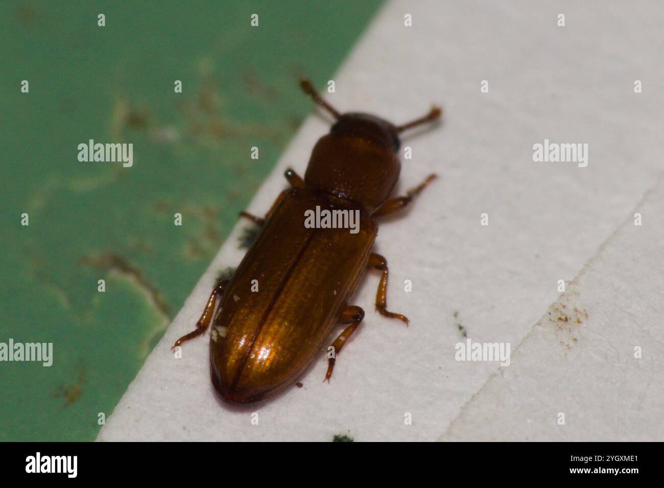 Ironclad beetles (Zopheridae Stock Photo - Alamy