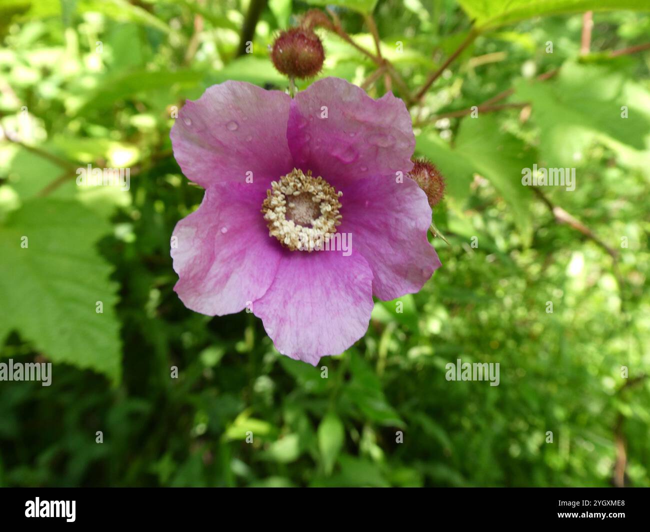 Purple flowered raspberry hi-res stock photography and images - Alamy