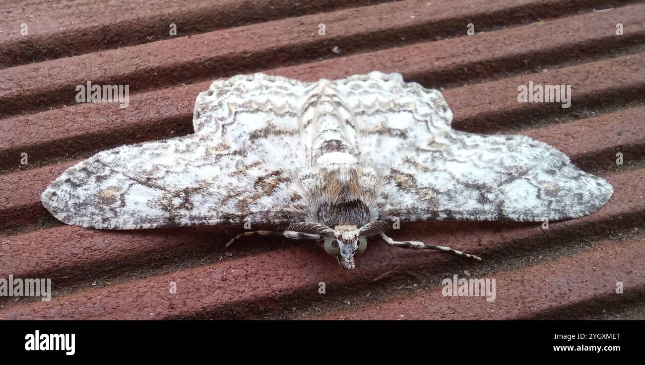 Ascotis hi-res stock photography and images - Alamy
