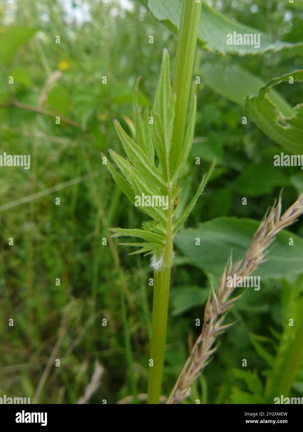 Common Valerian Complex (Valeriana officinalis Stock Photo - Alamy
