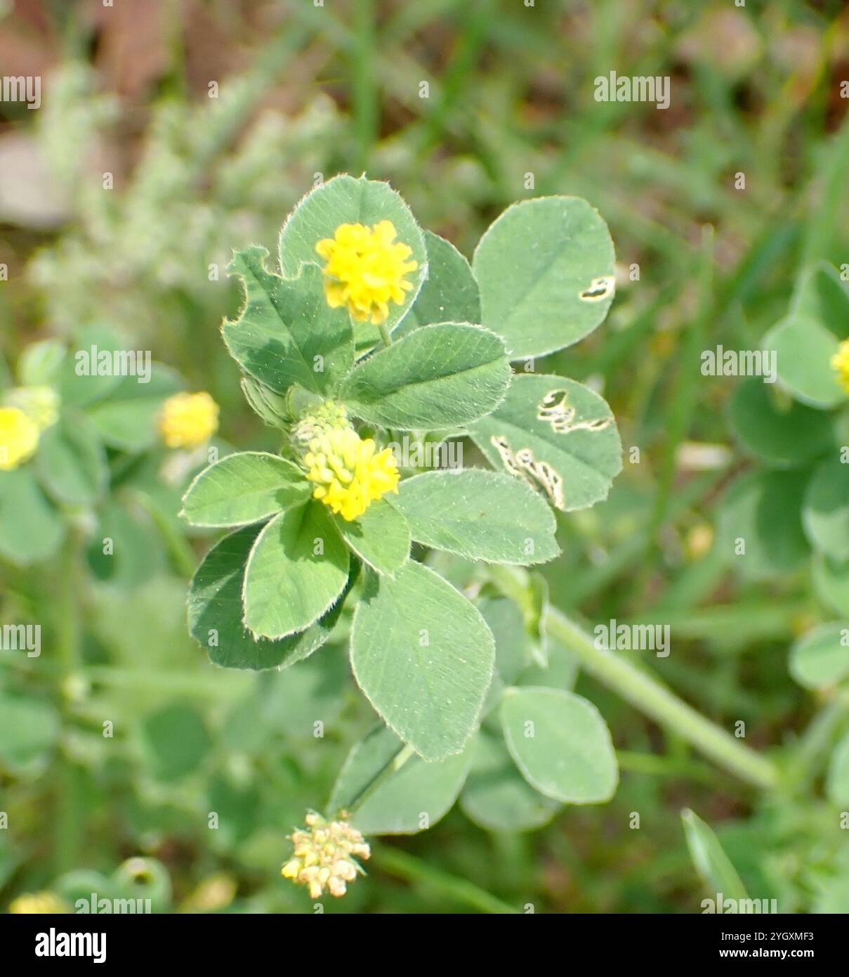 Black Medick (Medicago lupulina Stock Photo - Alamy