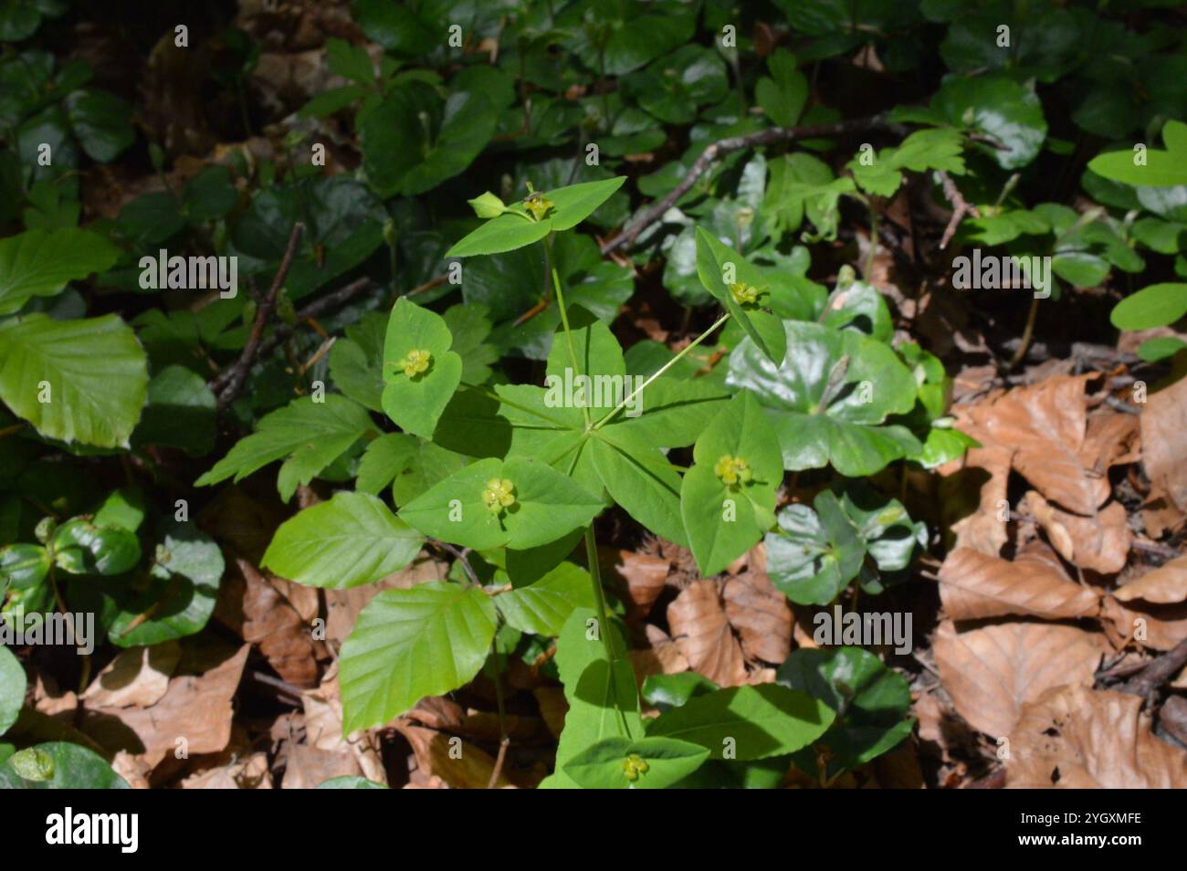 Sweet Spurge (Euphorbia dulcis Stock Photo - Alamy