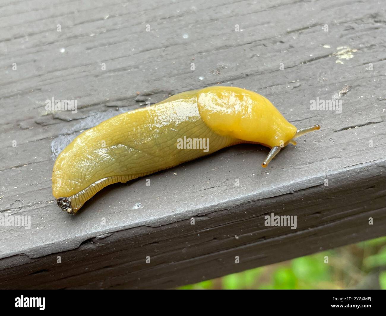 Banana Slugs (Ariolimax Stock Photo - Alamy