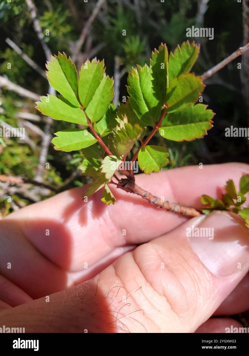 Sitka Mountain-Ash (Sorbus sitchensis Stock Photo - Alamy