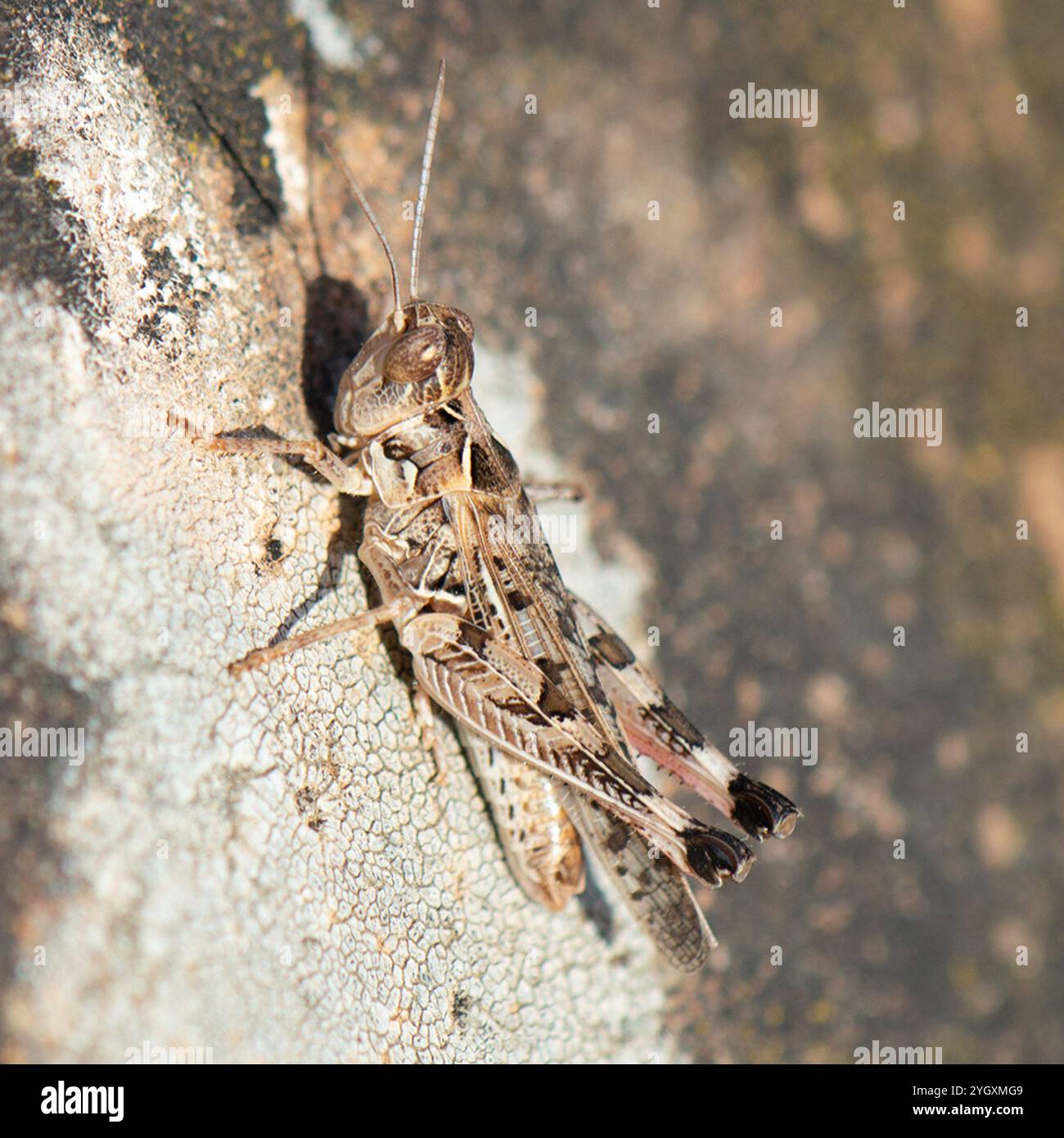 Moroccan Locust (Dociostaurus maroccanus Stock Photo - Alamy