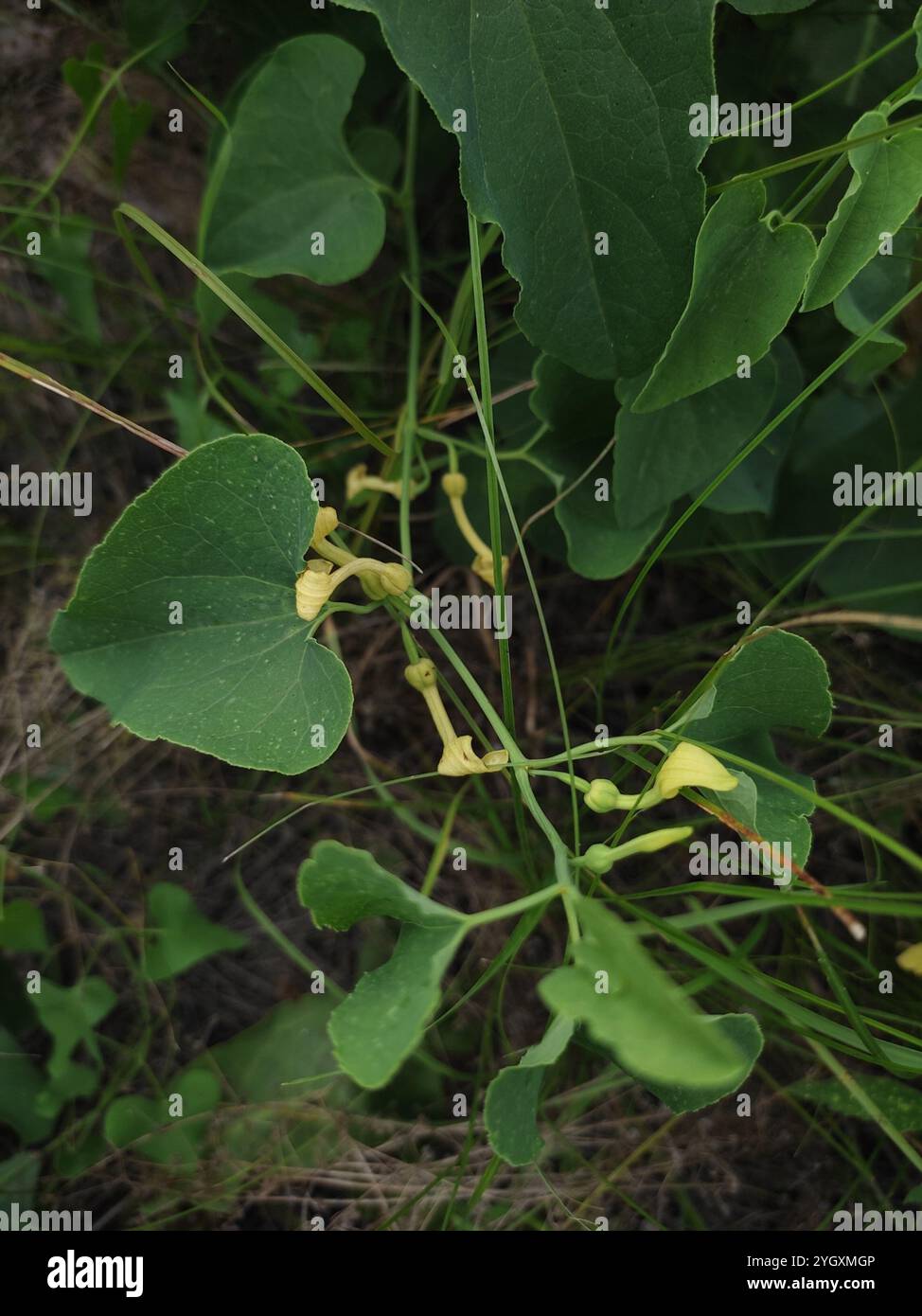 Birthwort (Aristolochia clematitis Stock Photo - Alamy