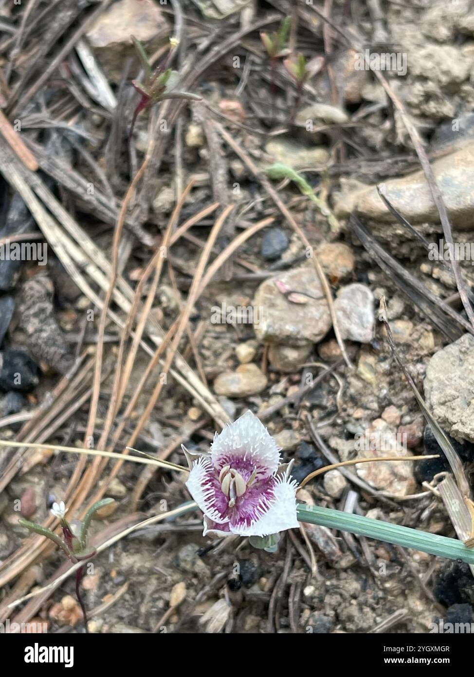mariposa lilies (Calochortus Stock Photo - Alamy