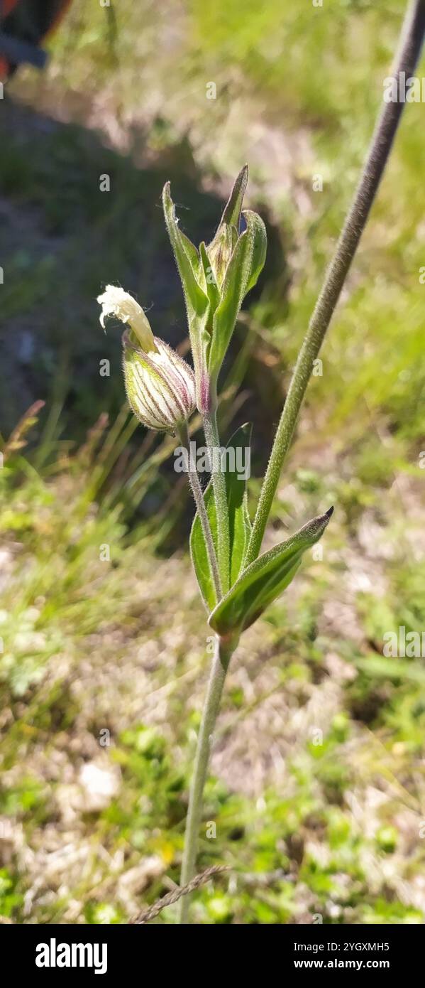 evening lychnis (Silene latifolia alba Stock Photo - Alamy