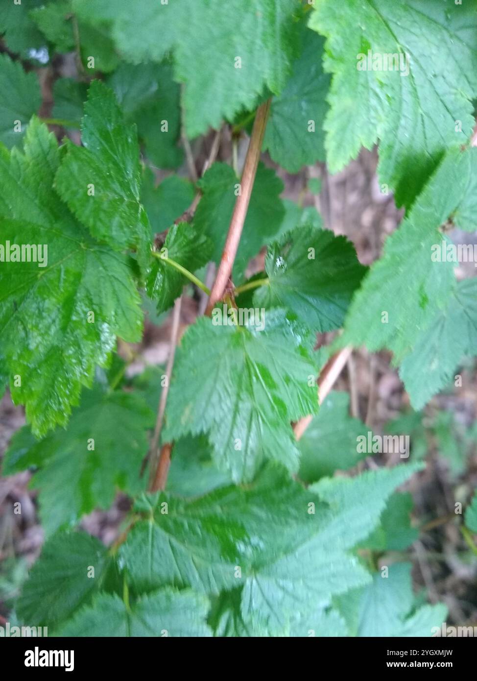 Pacific ninebark (Physocarpus capitatus Stock Photo - Alamy