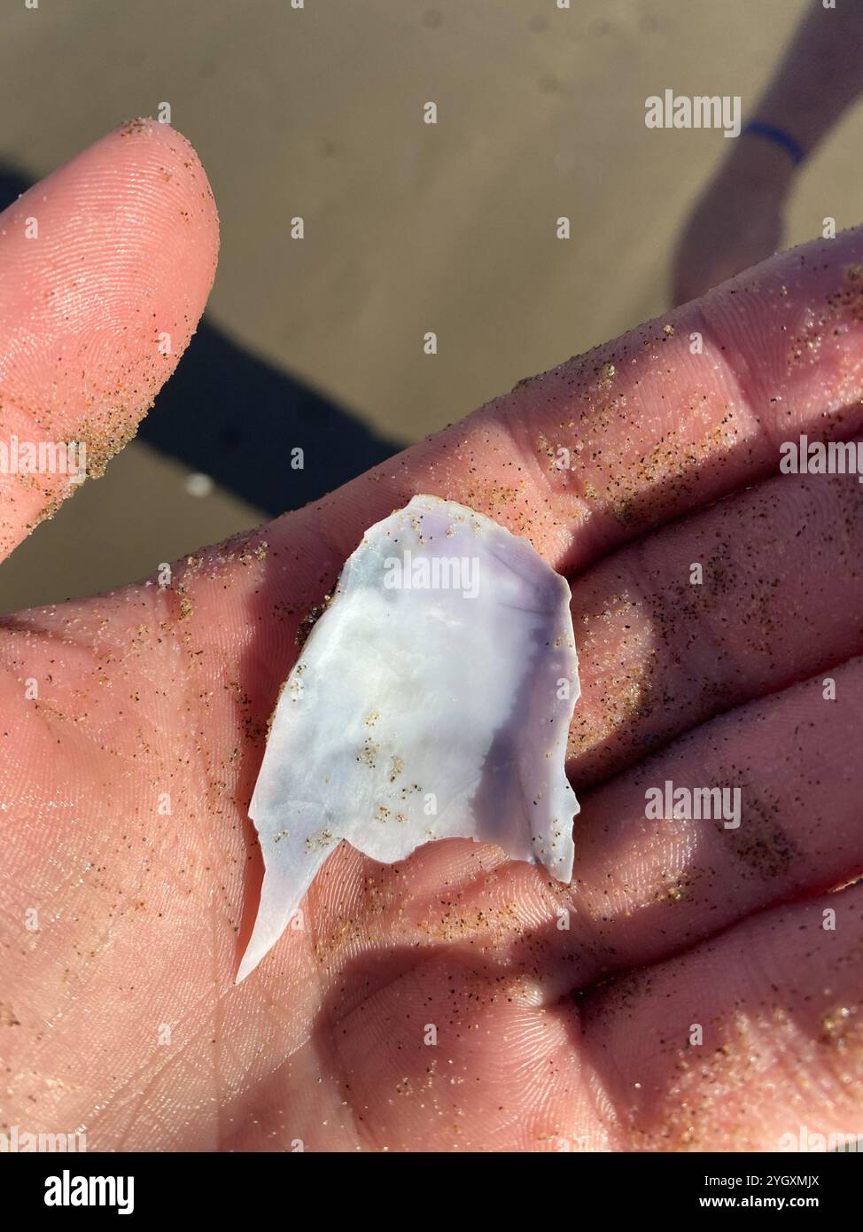 Pacific Razor Clam (Siliqua patula Stock Photo - Alamy