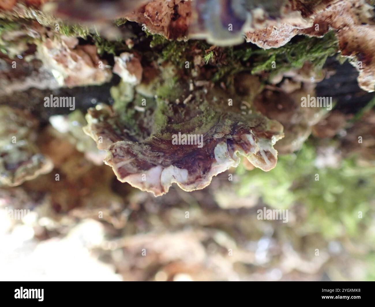 shelf fungi (Polyporales Stock Photo - Alamy