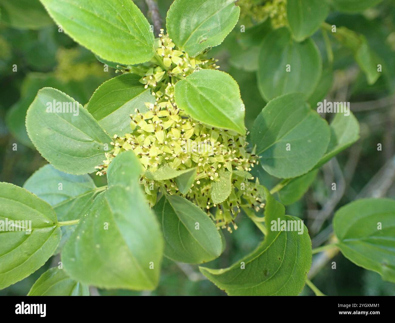 common buckthorn (Rhamnus cathartica Stock Photo - Alamy