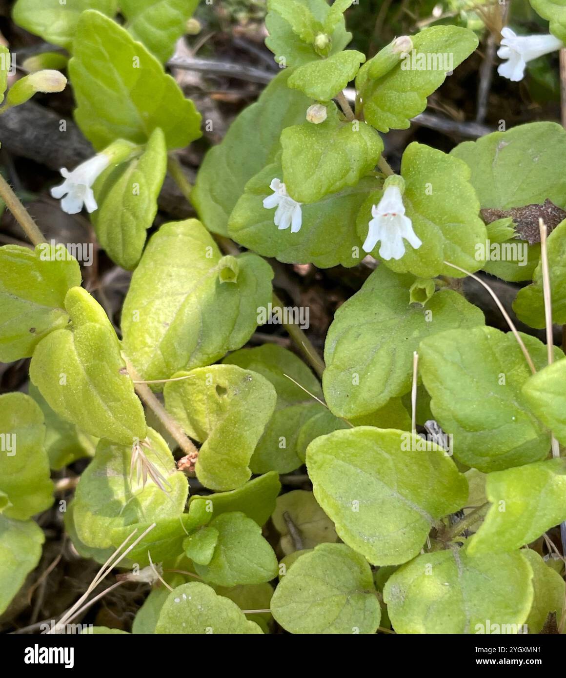 yerba buena (Clinopodium douglasii Stock Photo - Alamy