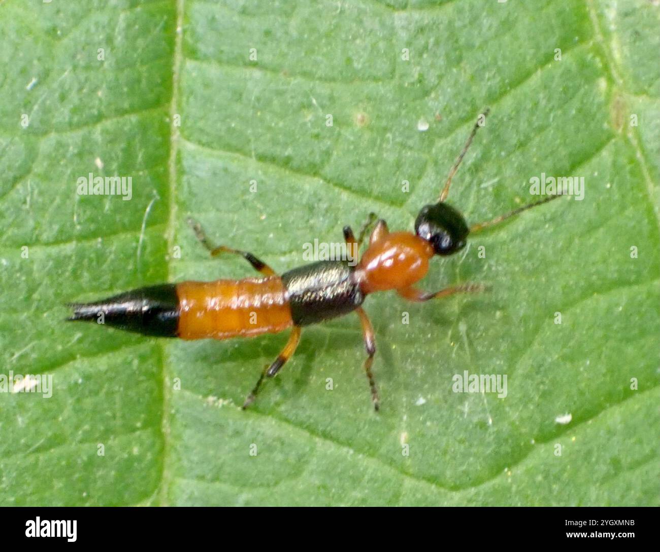 Paederus riparius hi-res stock photography and images - Alamy
