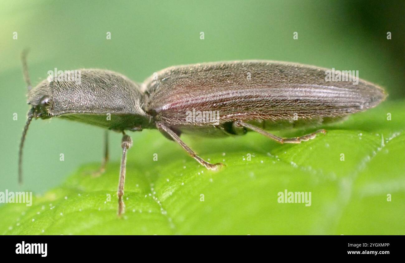 common brown click beetle (Athous haemorrhoidalis Stock Photo - Alamy