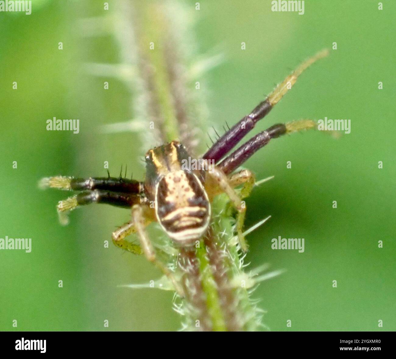 Swamp Crab Spider (Xysticus ulmi Stock Photo - Alamy