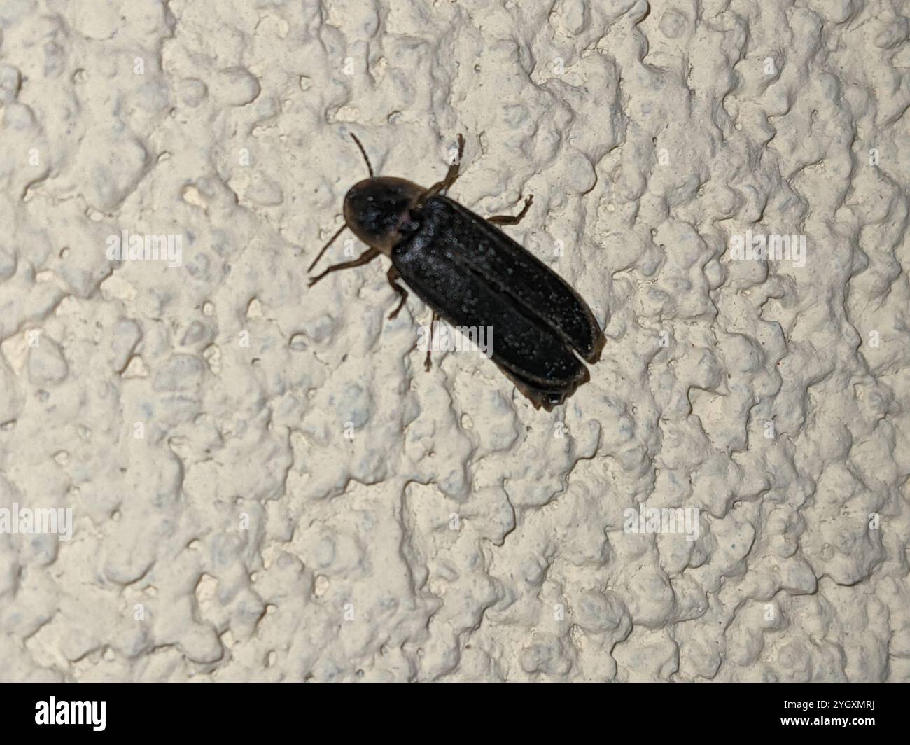 European Glow-worm (Lampyris noctiluca Stock Photo - Alamy