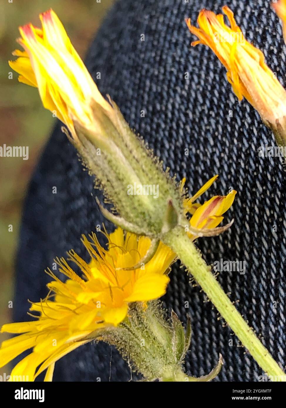 Beaked Hawksbeard (Crepis vesicaria Stock Photo - Alamy