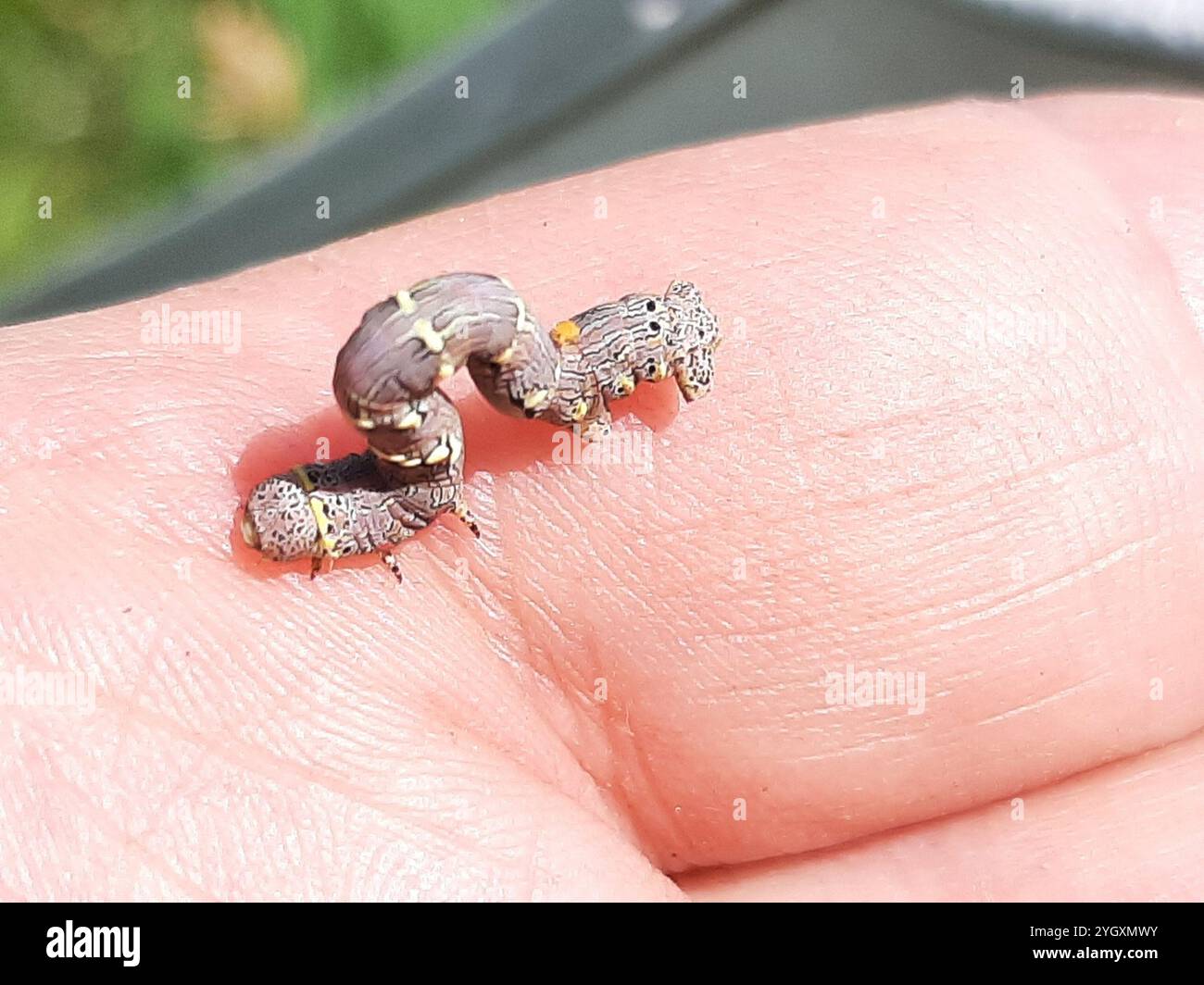 Woolly Gray Moth (Lycia ypsilon Stock Photo - Alamy