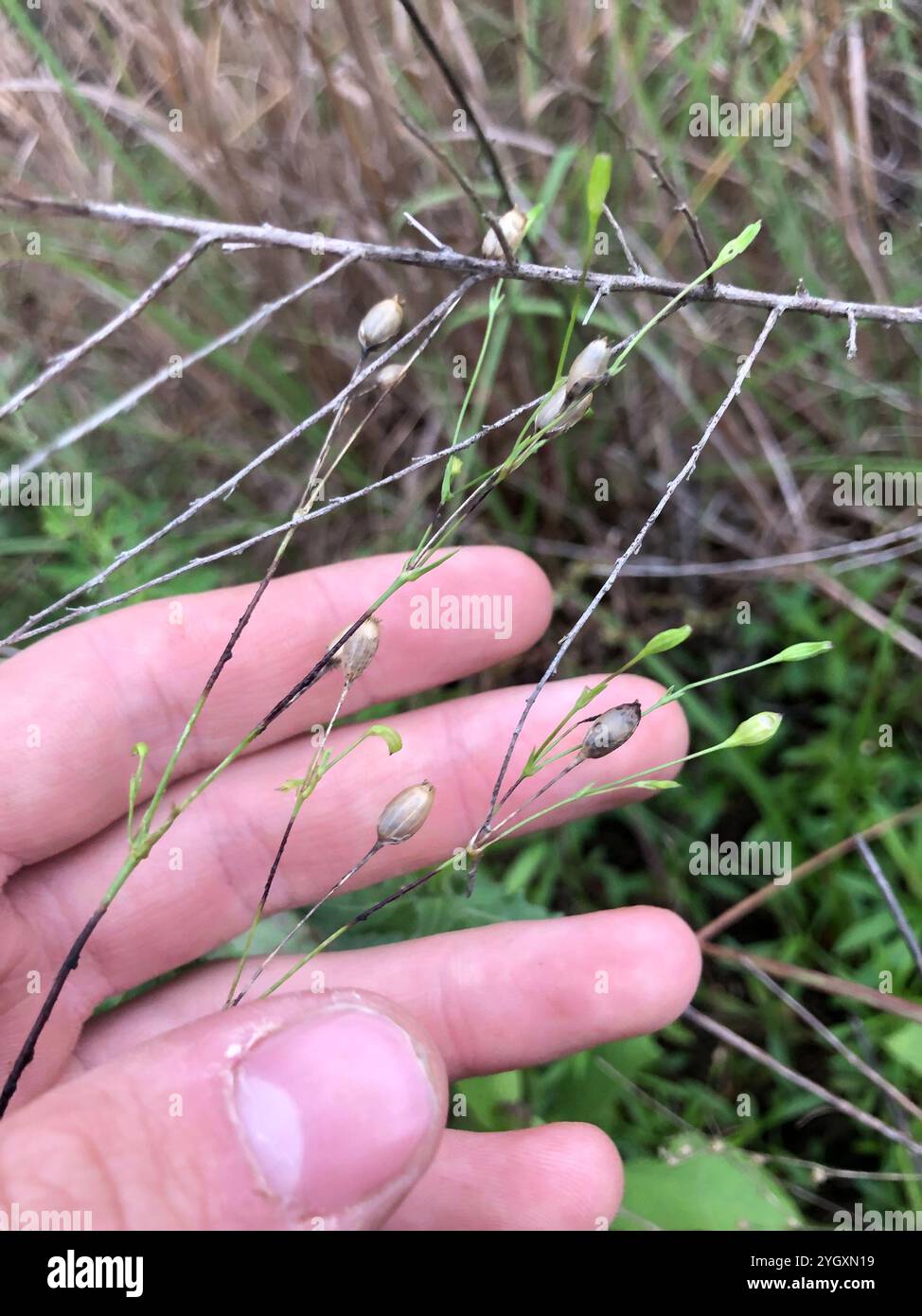 Sleepy catchfly hi-res stock photography and images - Alamy