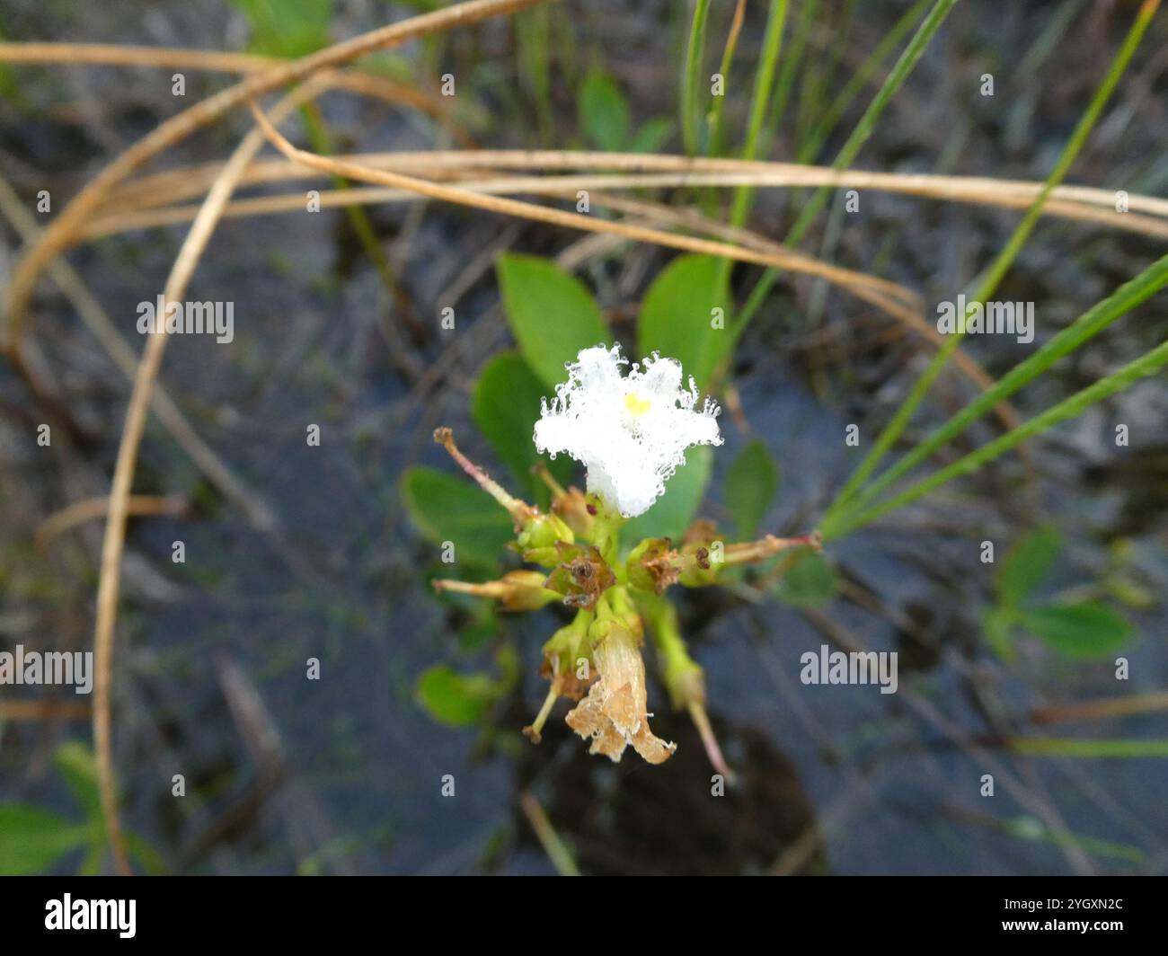 Bogbean (Menyanthes trifoliata Stock Photo - Alamy