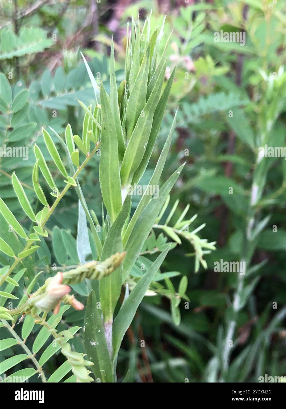 Silk-grass (Pityopsis graminifolia graminifolia Stock Photo - Alamy