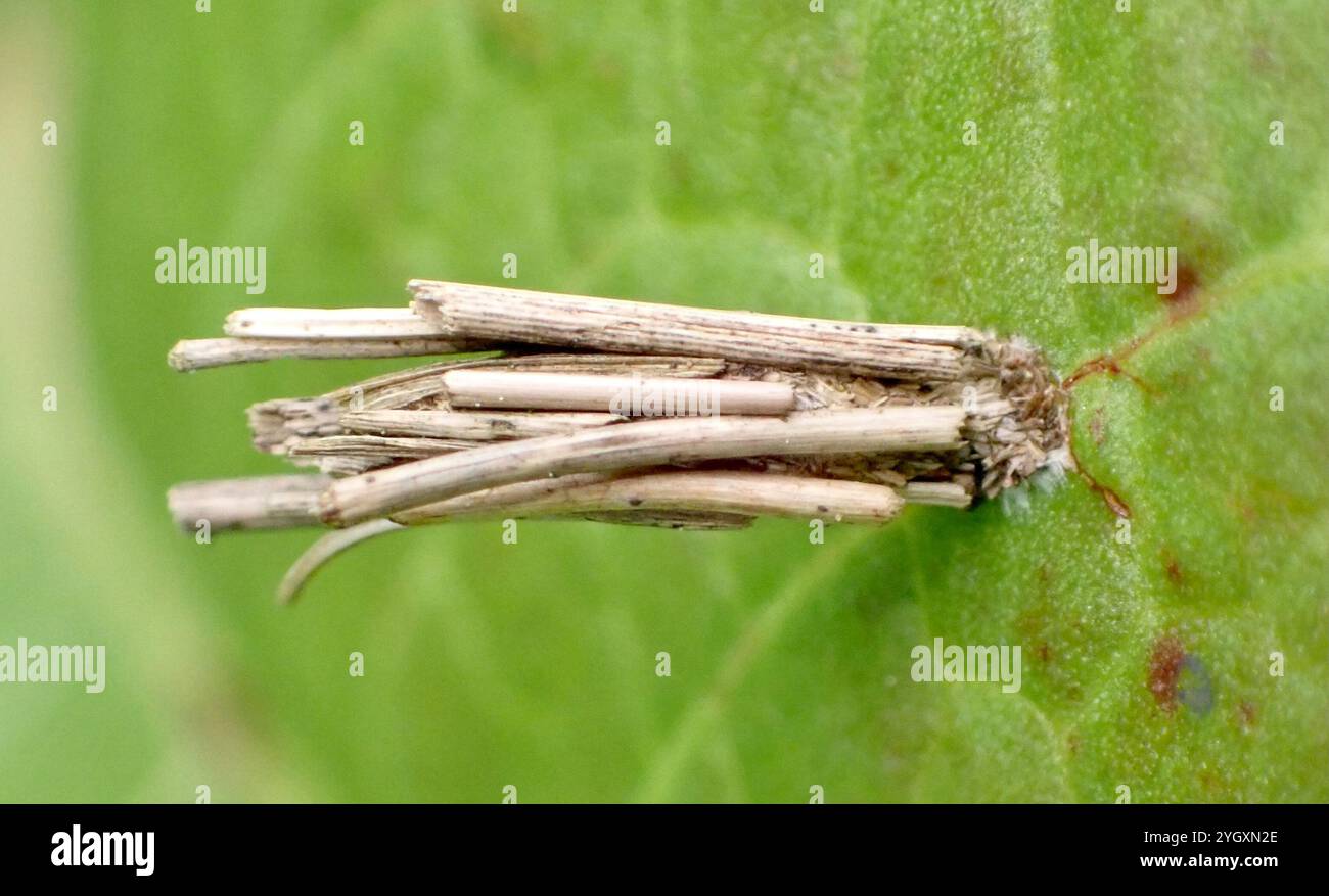 Common Bagworm Moth (Psyche casta Stock Photo - Alamy