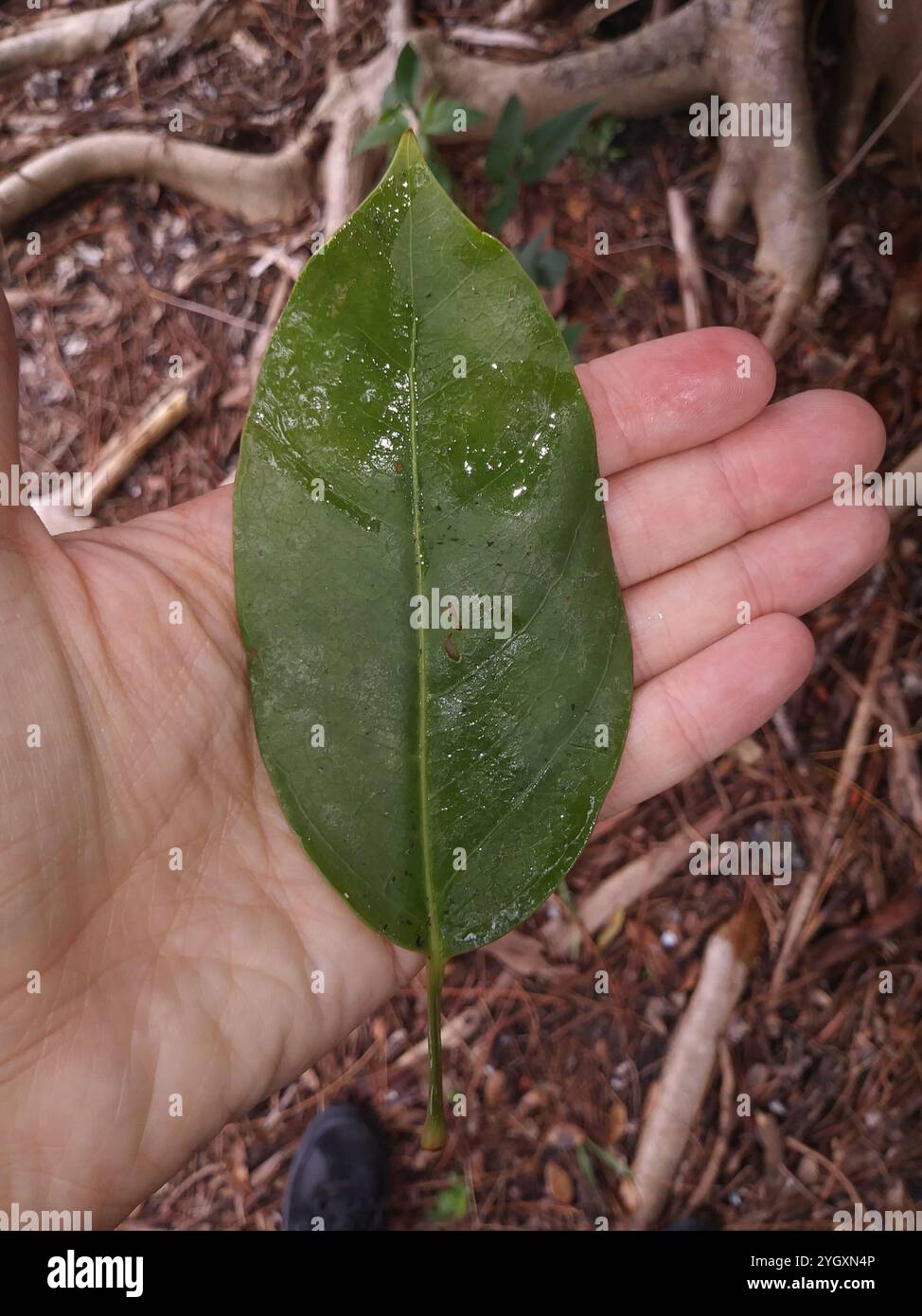 Florida Strangler Fig (Ficus aurea Stock Photo - Alamy