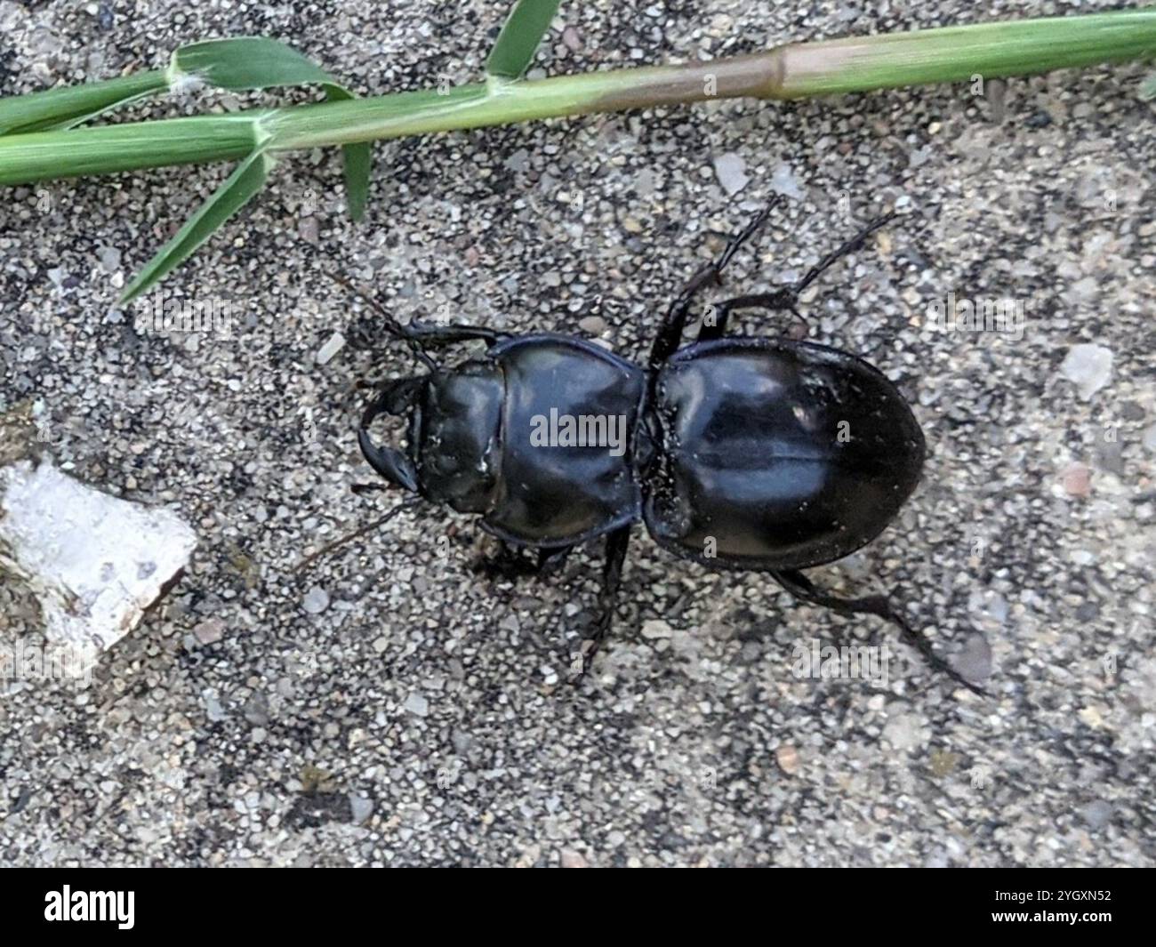 Warrior Beetles (Pasimachus Stock Photo - Alamy