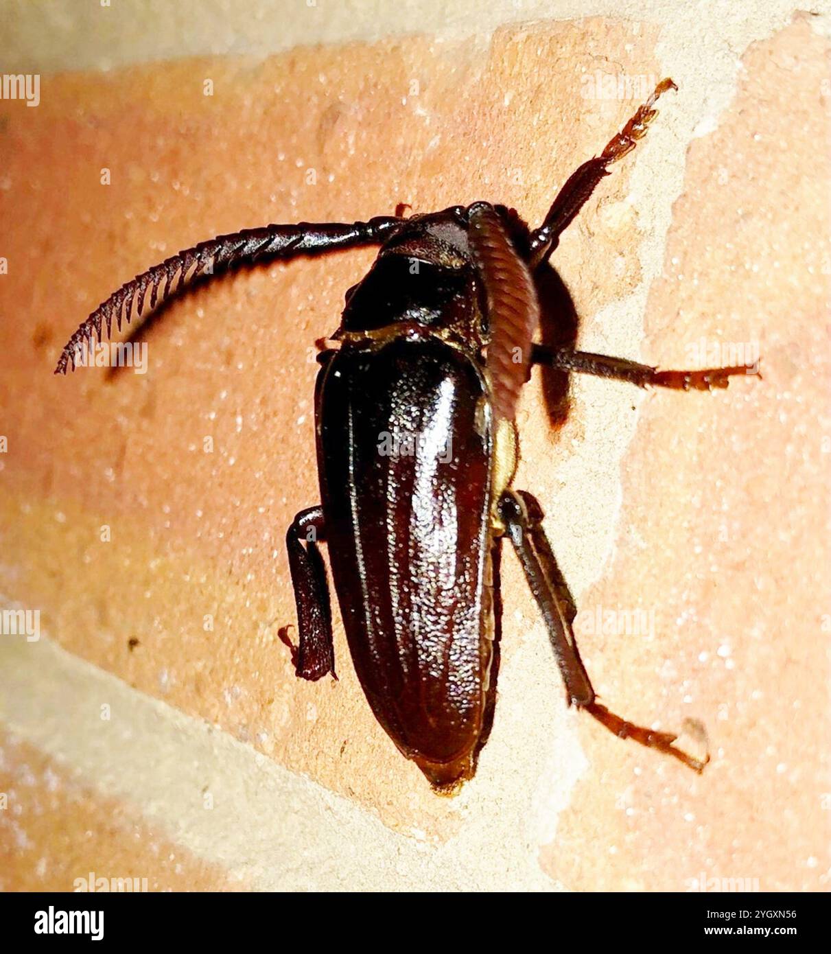 Prionus imbricornis hi-res stock photography and images - Alamy